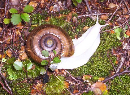White Wolf : Rare Albino Snail Discovered in New Zealand