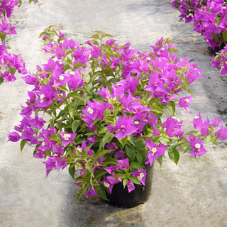 the Victorian: The Bouganvilla