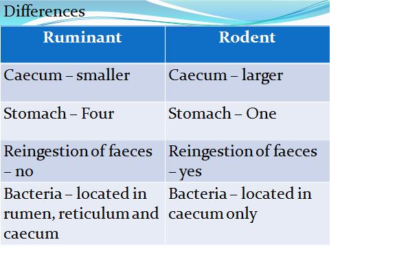 Digestion in Ruminants and Rodents. | Super Biology!
