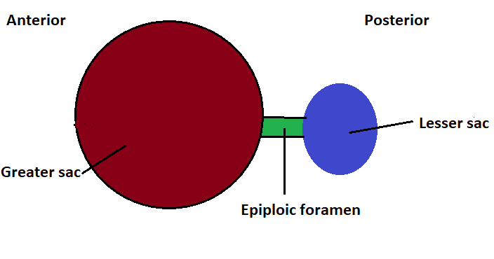 easyhumanatomy: Summary of lesser sac : lecture note
