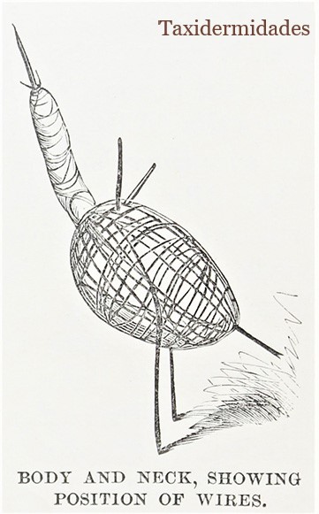 Joseph H. Batty. "Practical Taxidermy and Home Decoration ...