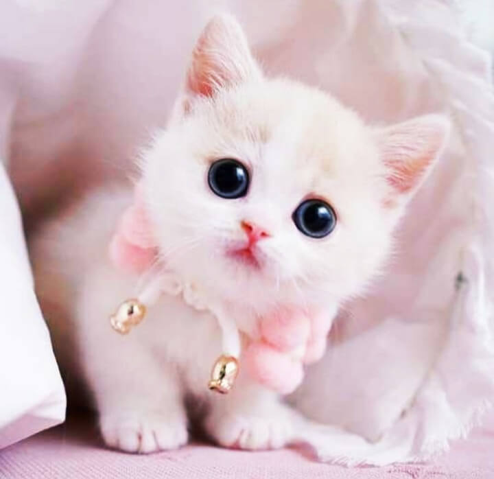 Beautiful Cat Pictures || Beautiful Cat Images || Beautiful Cat ...