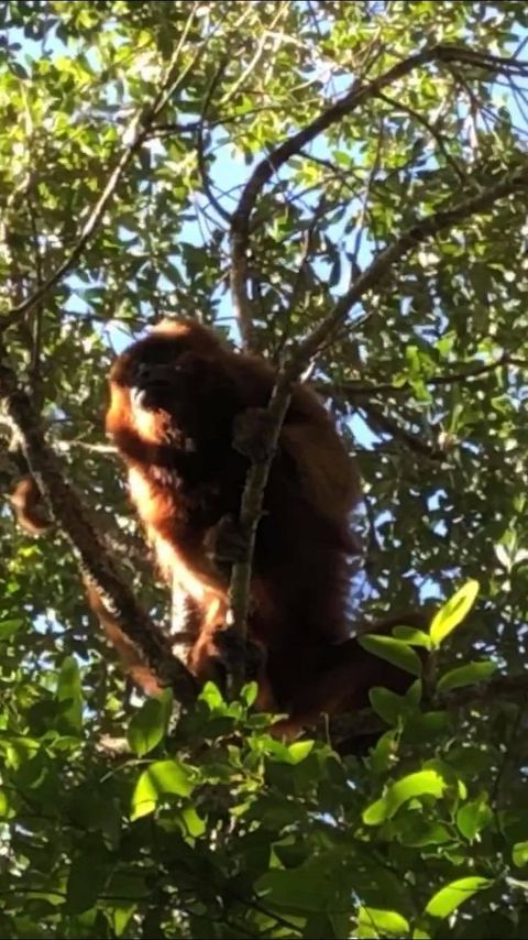 Bugio "faz sucesso" no Balneário Pedroso - Coluna Ponto de Vista - O ...