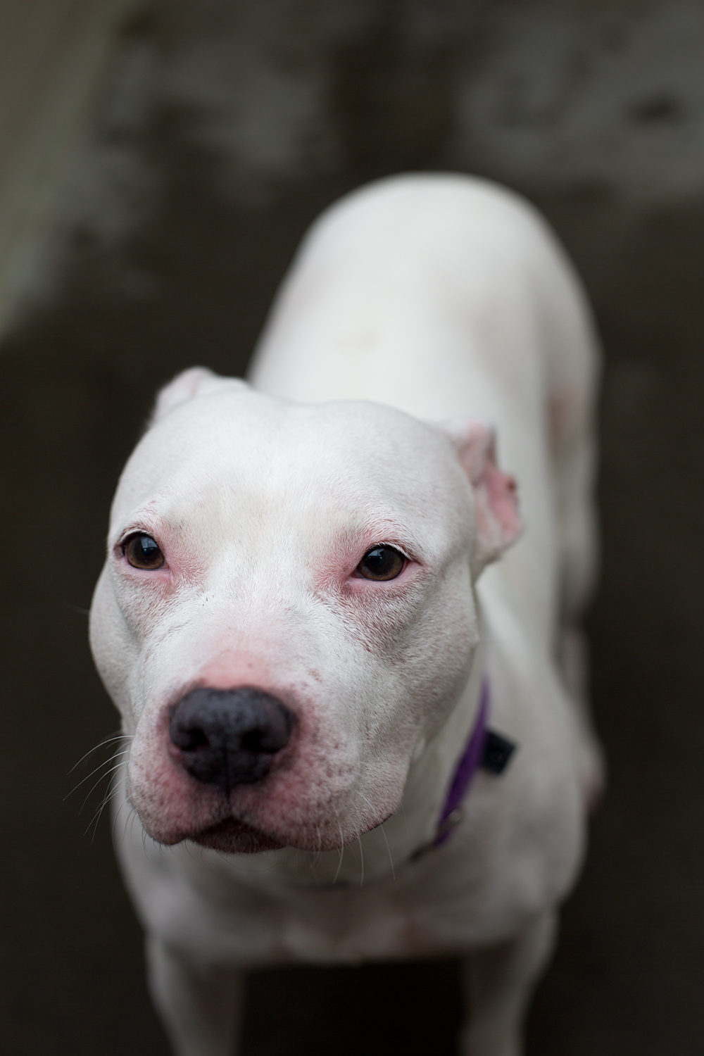Shelter Dogs of Portland: "PENELOPE"