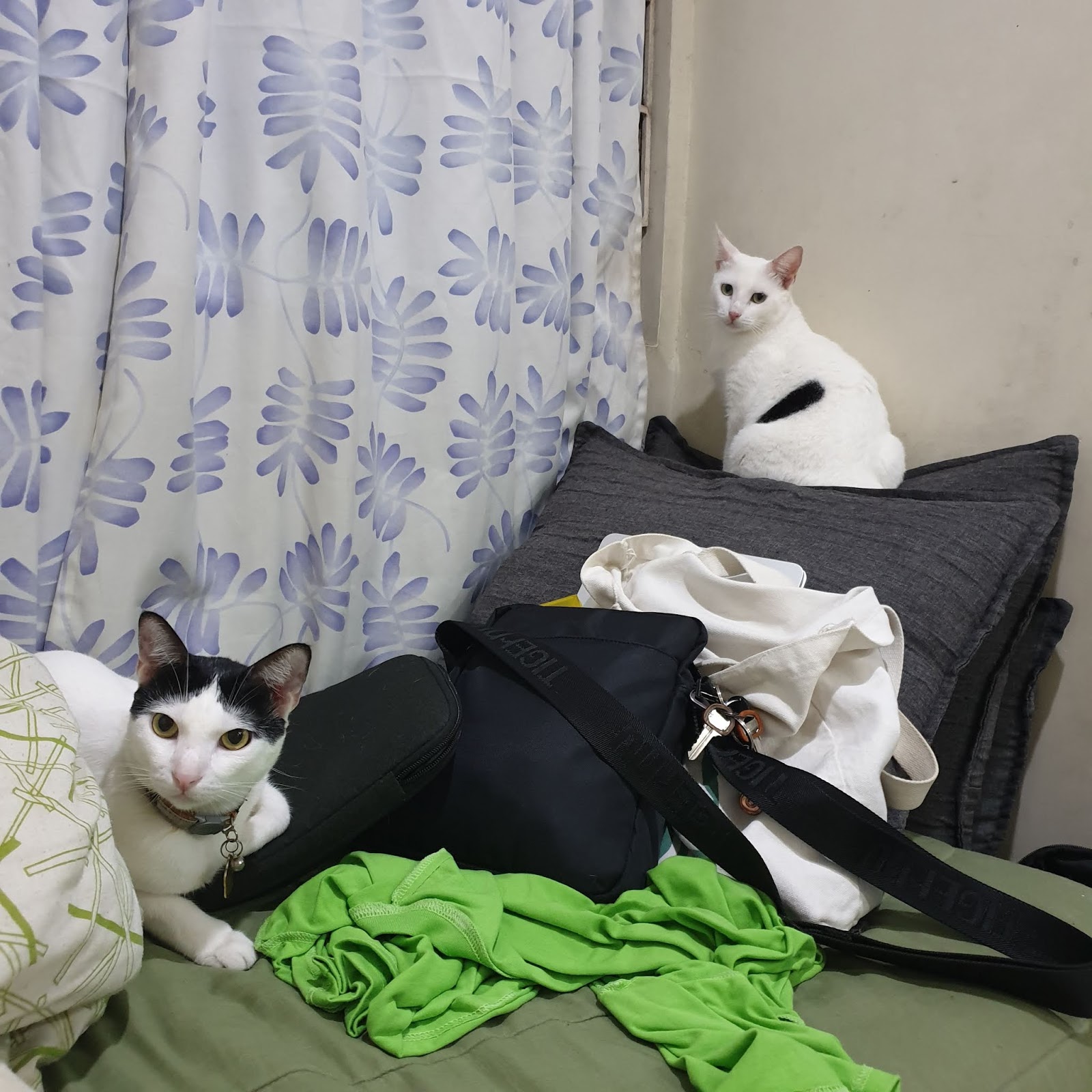 Introducing Marzipan the cat. The newest member of the family. - Fur ...