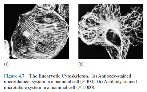 Microbiology Notes: Eucaryotic Cell Structure and Function