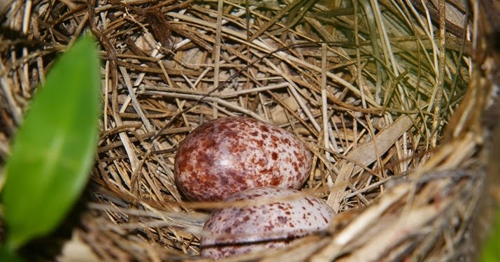 Types of Bird Nest