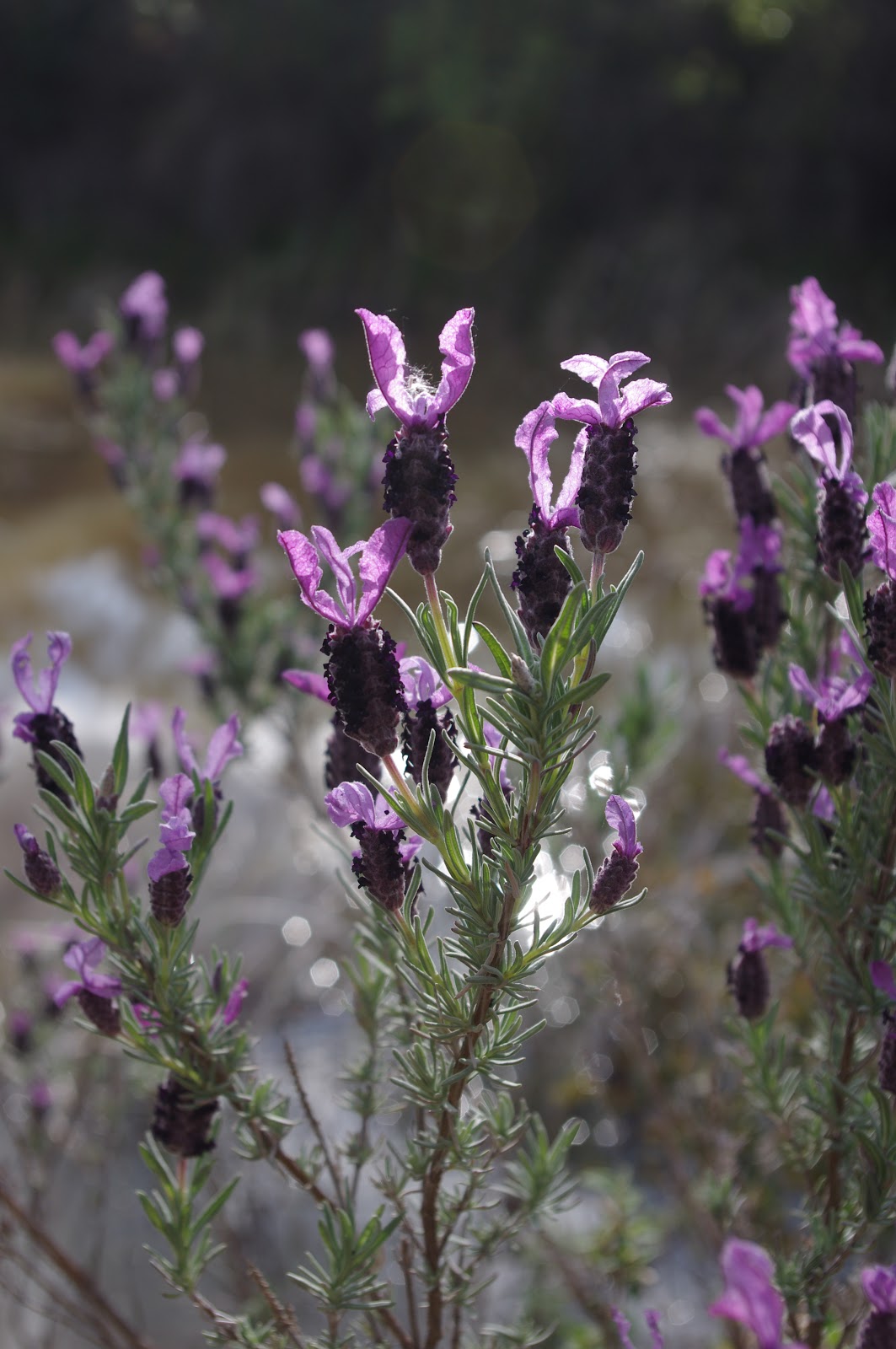 Chambre d'hôtes Carpe Diem à Callian Var: Plantes aromatiques de provence
