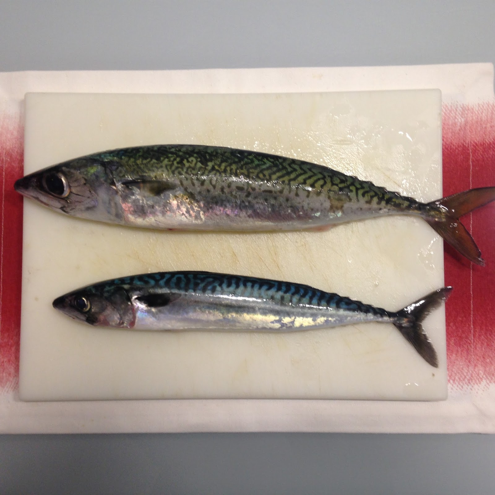 PESCA Y GASTRONOMÍA: LA CABALLA : UN NOMBRE, DOS ESPECIES (MACAREL Y ...