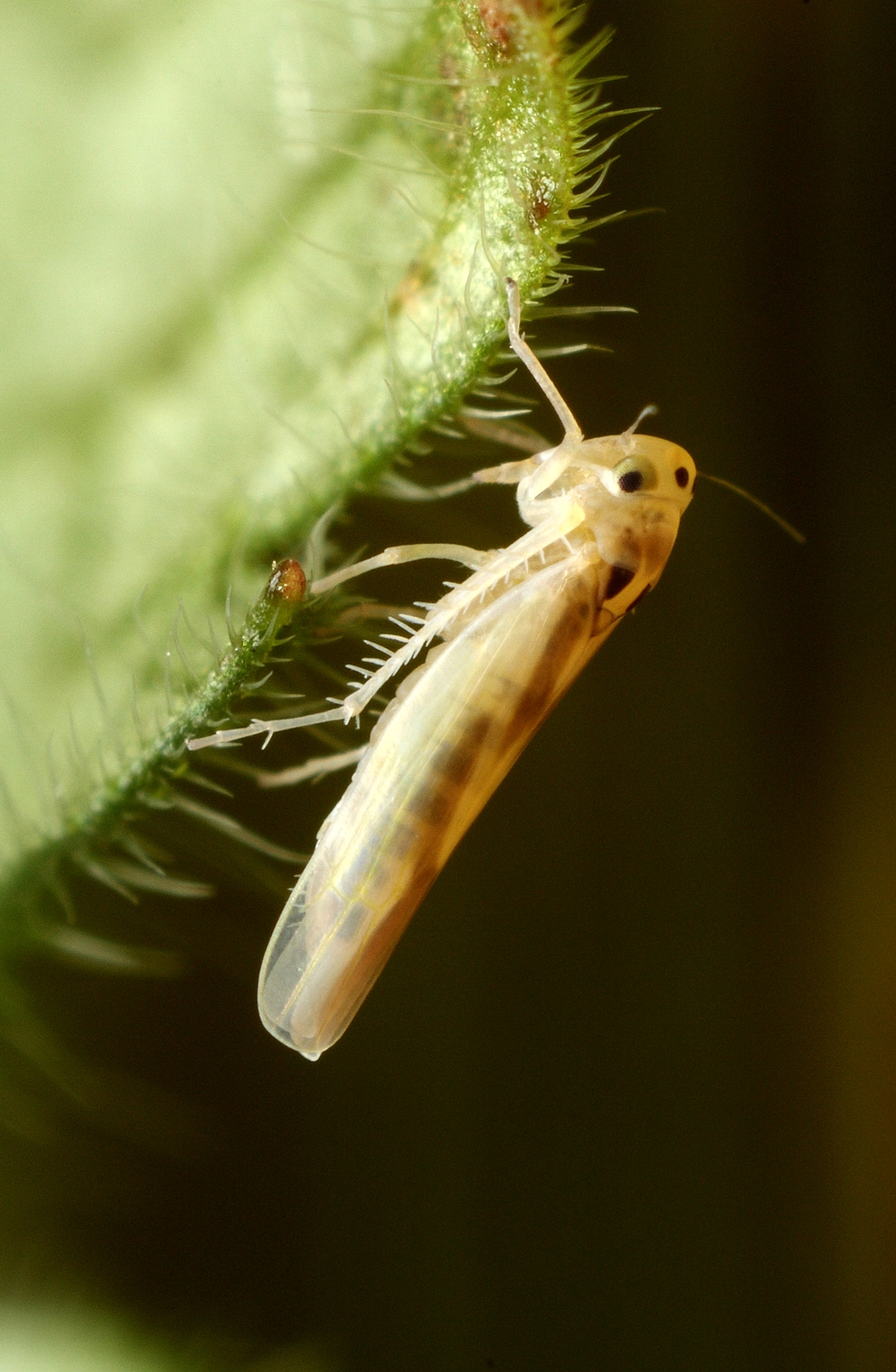 JJ's Photographic nature blog: November 2011