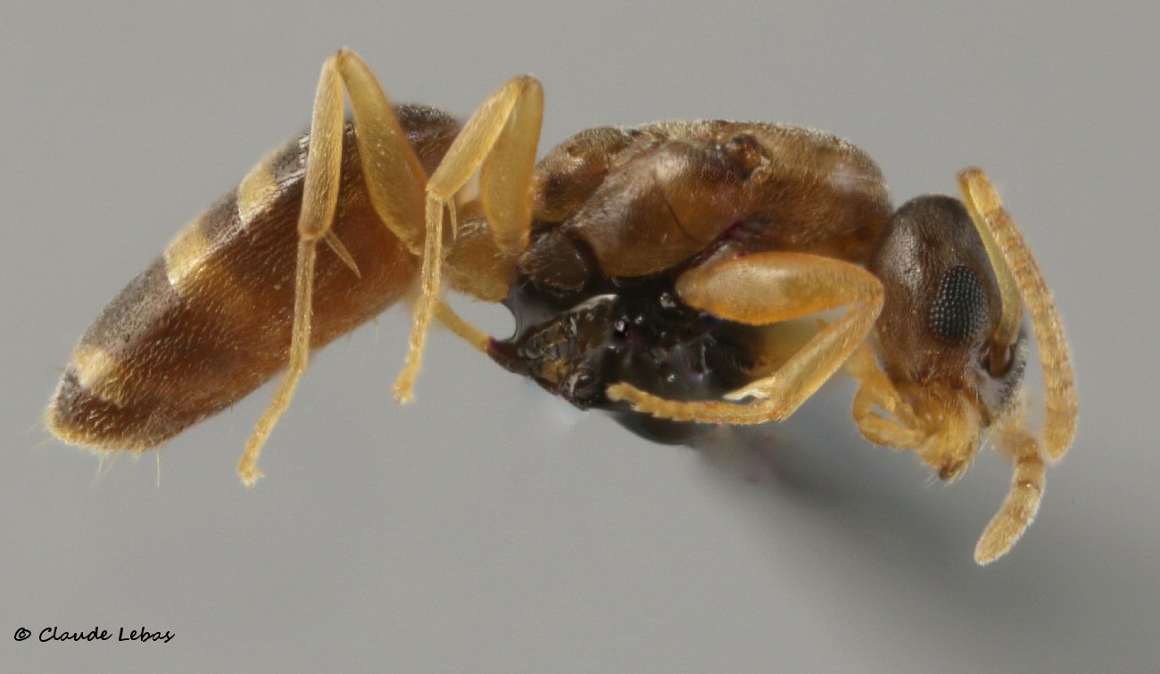 fourmis de Cuba- Hormigas de Cuba- Ants of Cuba: Tapinoma melanocephalum