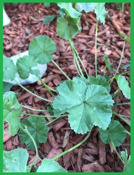 Rachel the Gardener: Wild Mallow and Wild Geranium - how to tell the ...