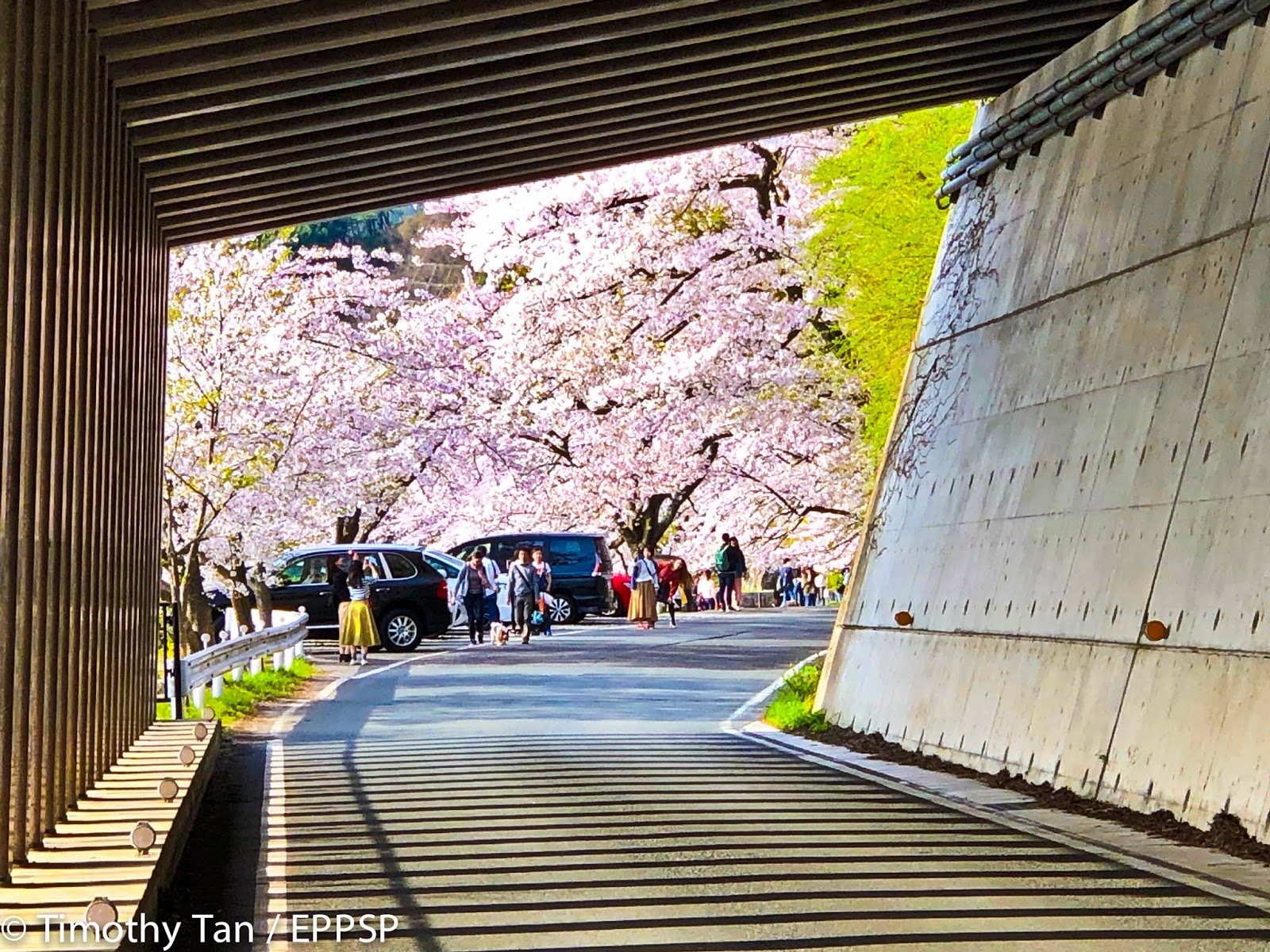 Japan, Takashima - Canopies of Sakura