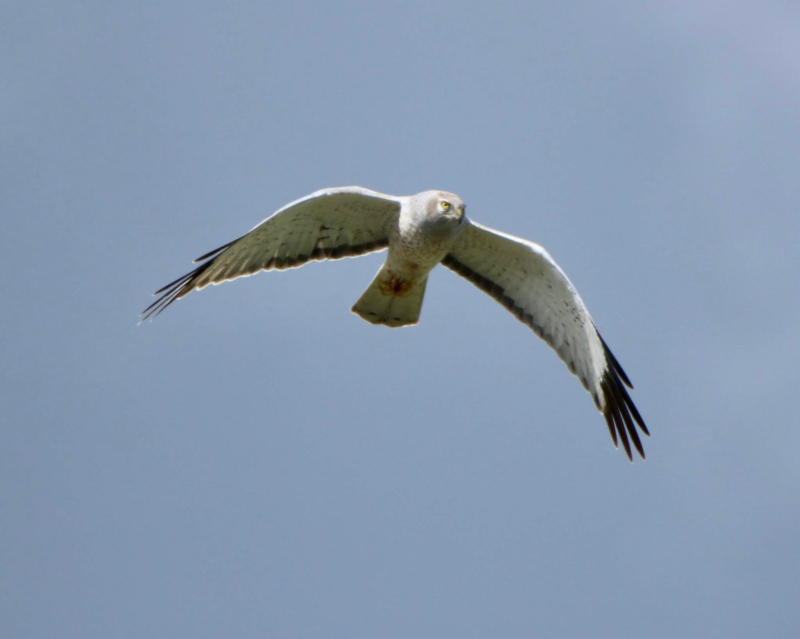 Various Oregon Birding Piks: Northern Harrier