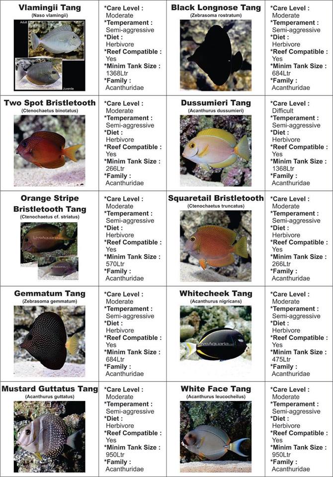 hardy boy: Coral Reef Fish Names