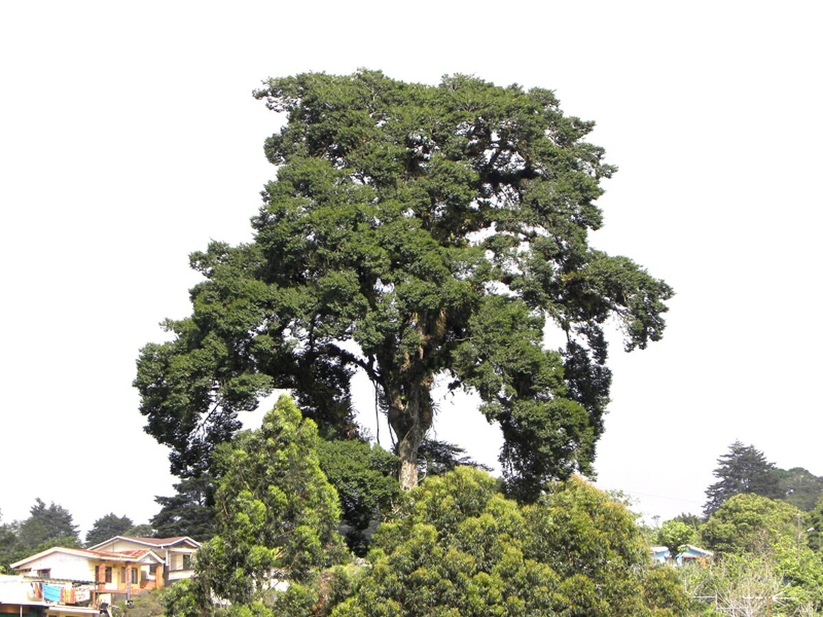 Paisajismo, pueblos y jardines: ¿Qué árboles nativos plantar en los ...