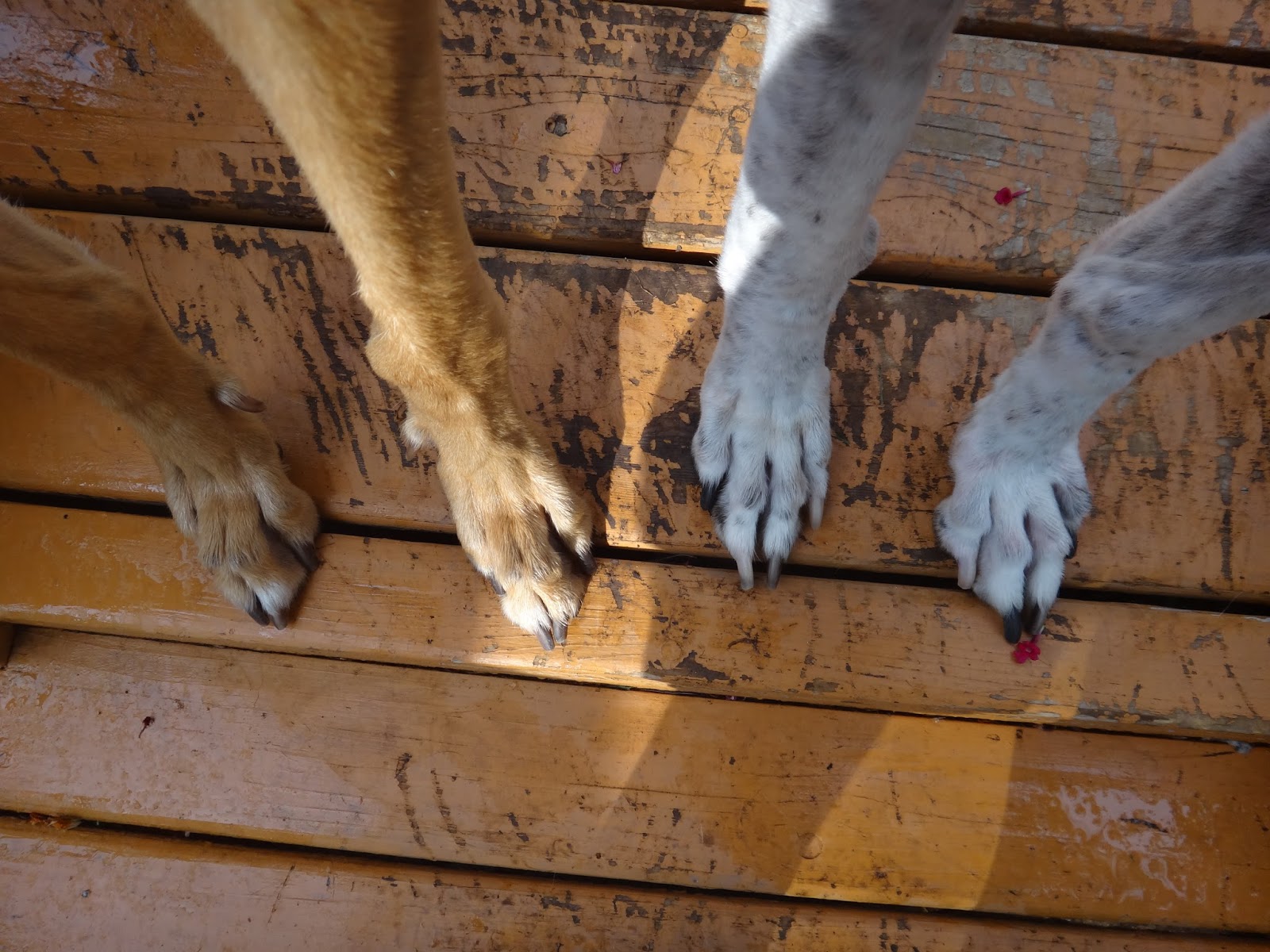 Northern Lights Greyhound Adoption Dog Blog: NLGA Photo Roundup ...