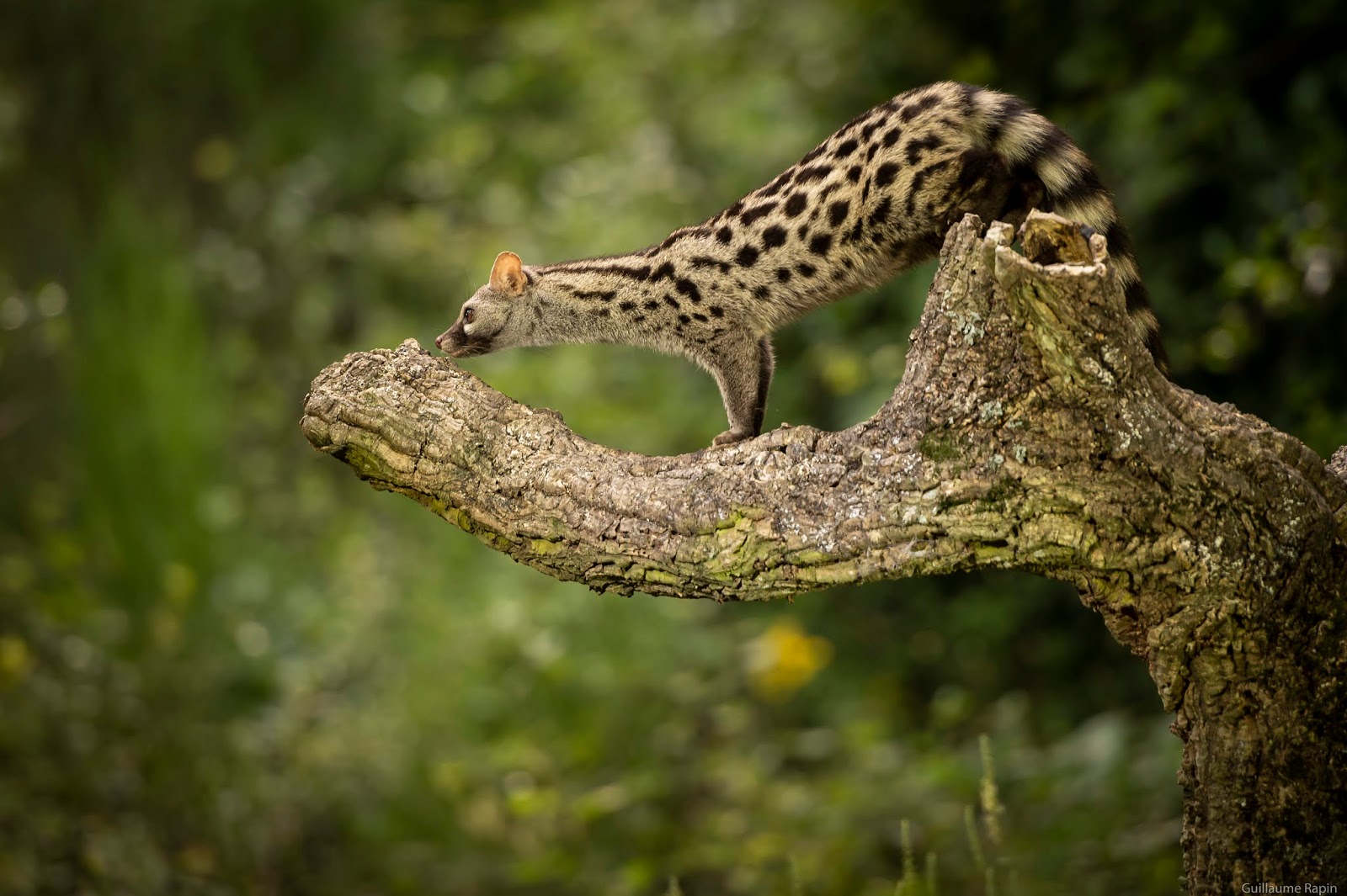Au plus proche de la nature: Genette commune