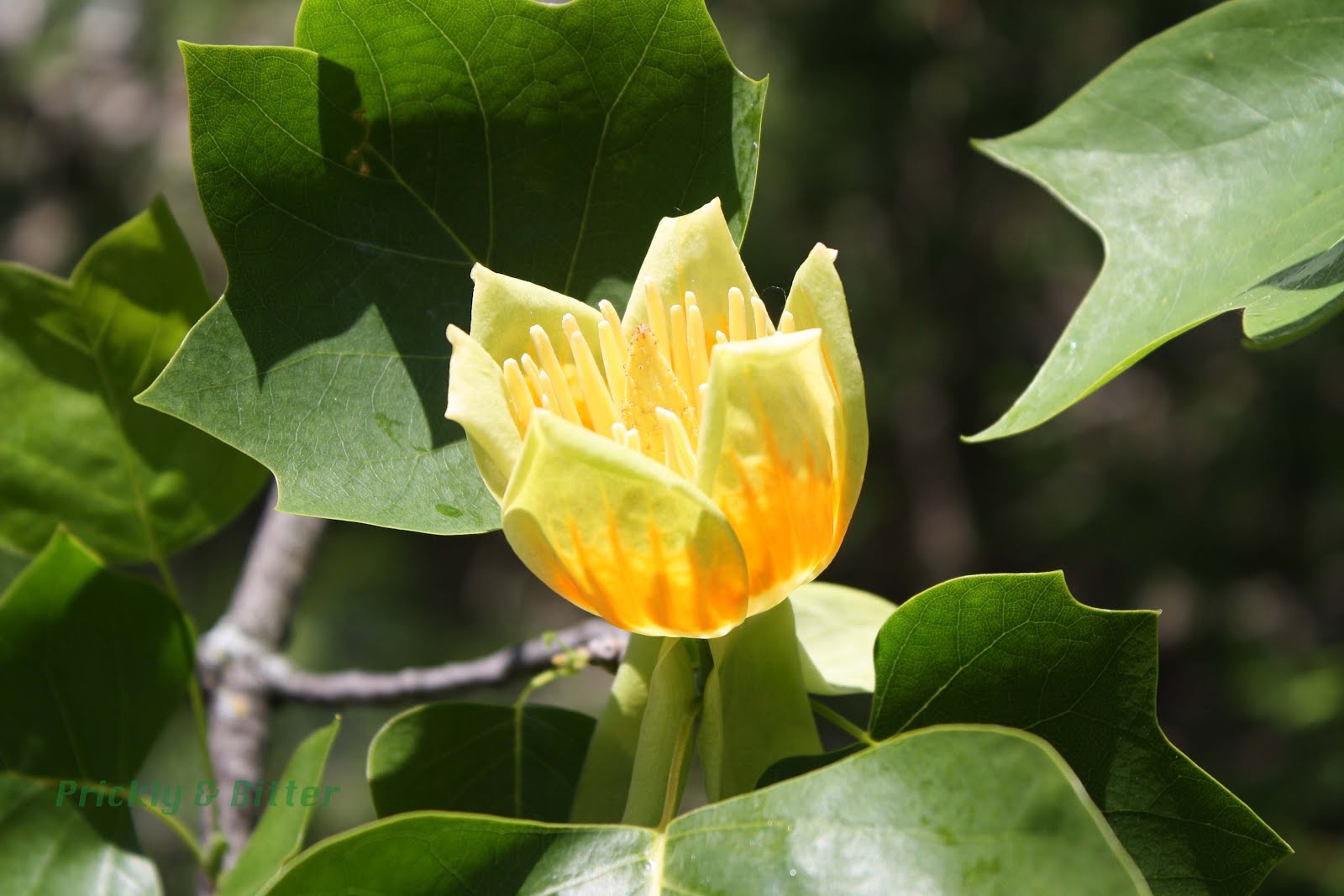 Prickly and Bitter: The real tulip tree