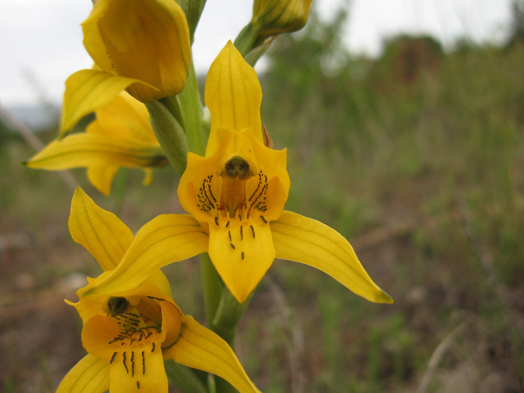 ОРХИДЕЯ Chloraea ( Хлорэя) / Orchidaceae Chloraea