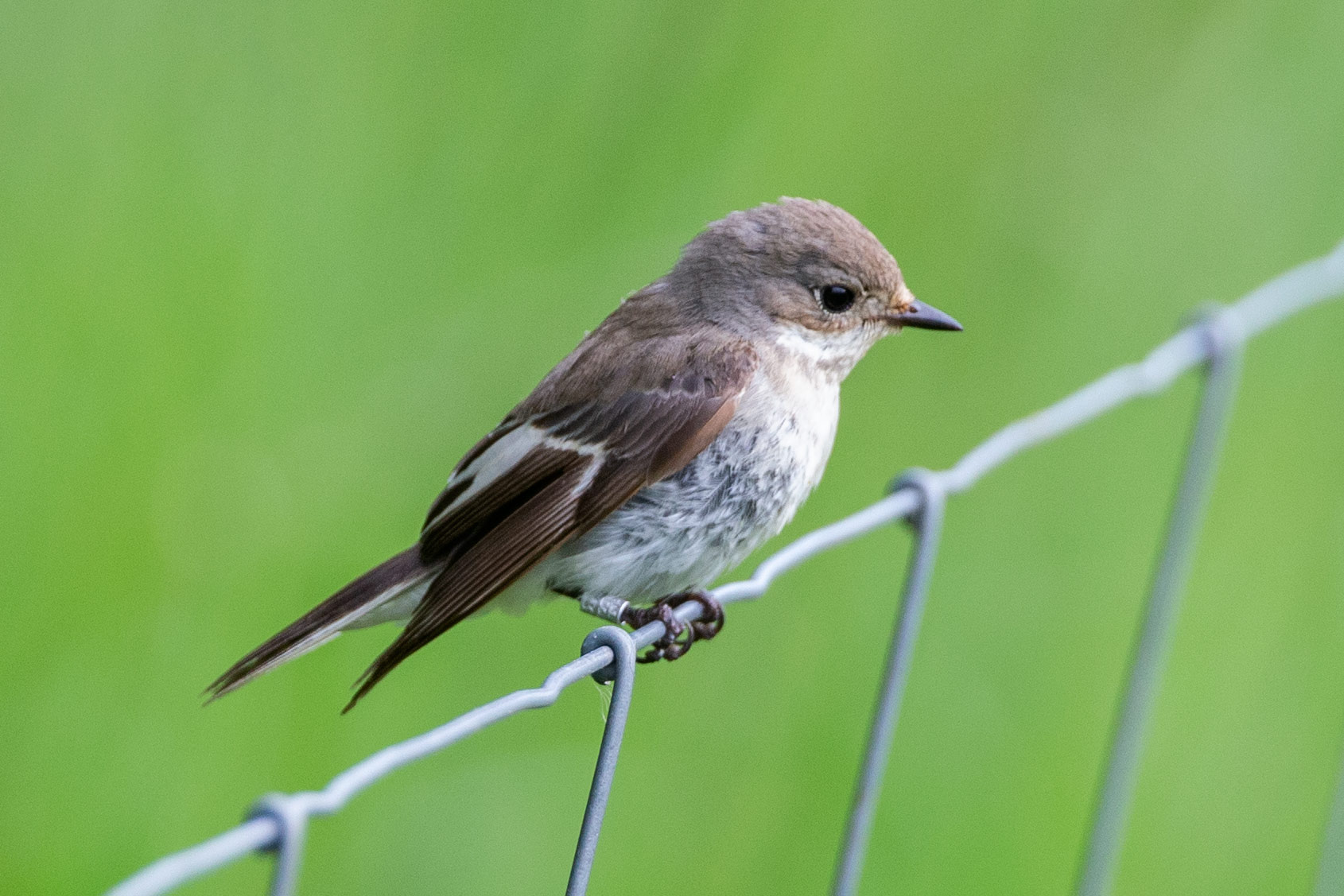 Darley Dale Wildlife: June 2021