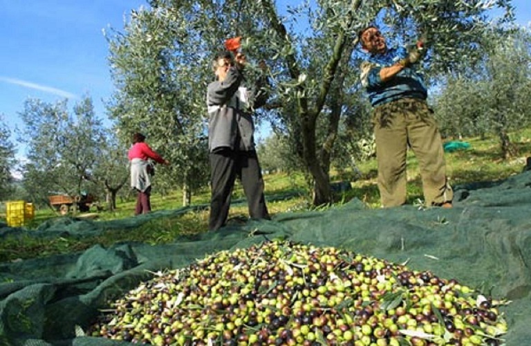 ΕΞΑΙΡΕΤΙΚΟ ΠΑΡΘΕΝΟ ΕΛΑΙΟΛΑΔΟ ΣΗΤΕΙΑ ΚΡΗΤΗΣ ΕΛΛΑΔΑ: Ελαιολάδο Σητεία ...