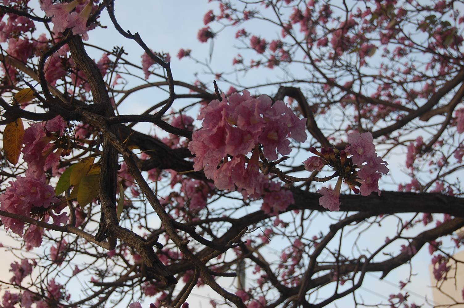 MÁS ROBLES PARA BARRANQUILLA