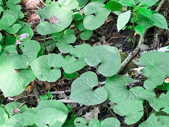 Asarum canadense, North American Ginger (Wild Ginger)