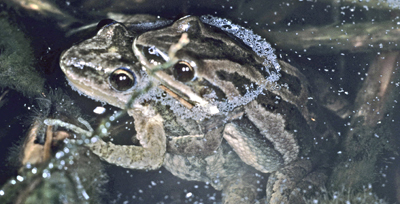 Serpent Research: Midwest frogs & mammal populations altered by ...