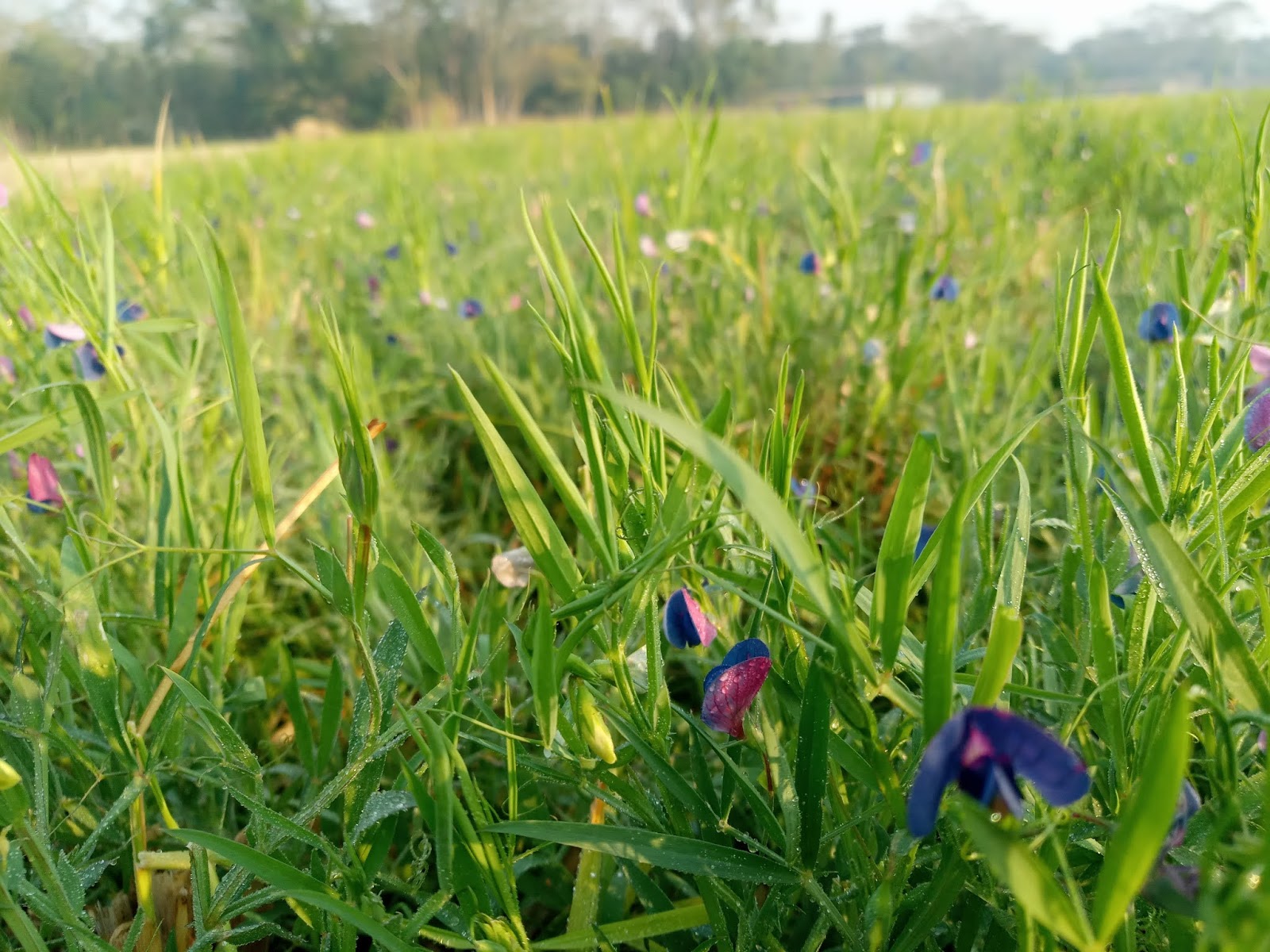 Grass In Meaning Field grass-in-meaning-field