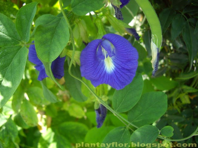 Plantas y flores: Flores de color Azul