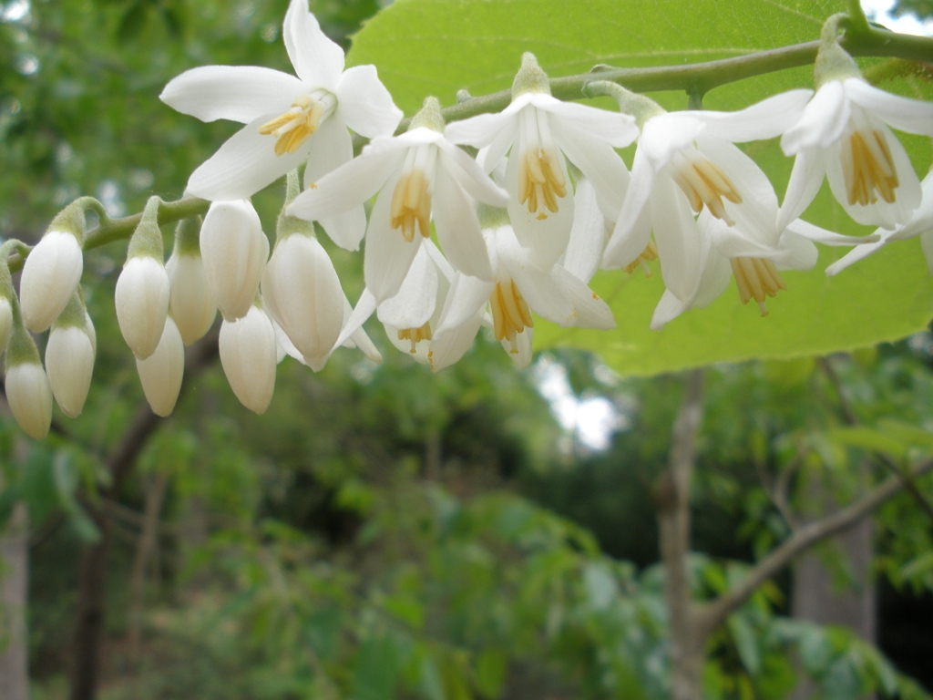 MARIETTE'S BACK TO BASICS: {Japanese Styrax Obassia - Fragrant Snowbell}
