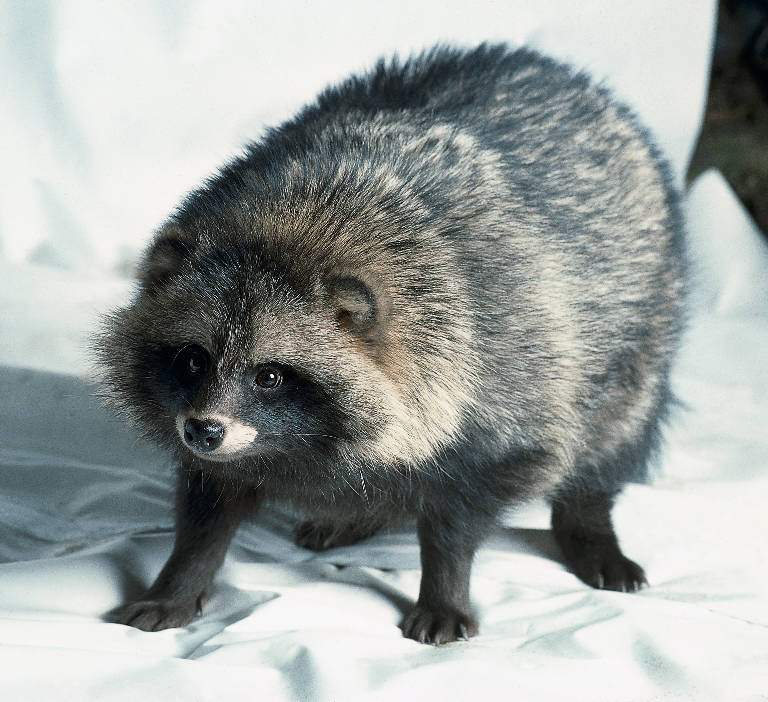 All About Wild Life Information: Raccoon Dog Info and Pictures