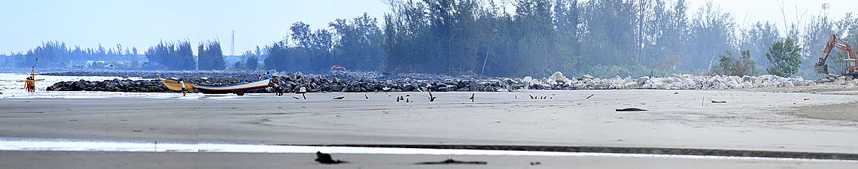 Birdwatching In Miri, Sarawak: Lutong Beach at this time of year