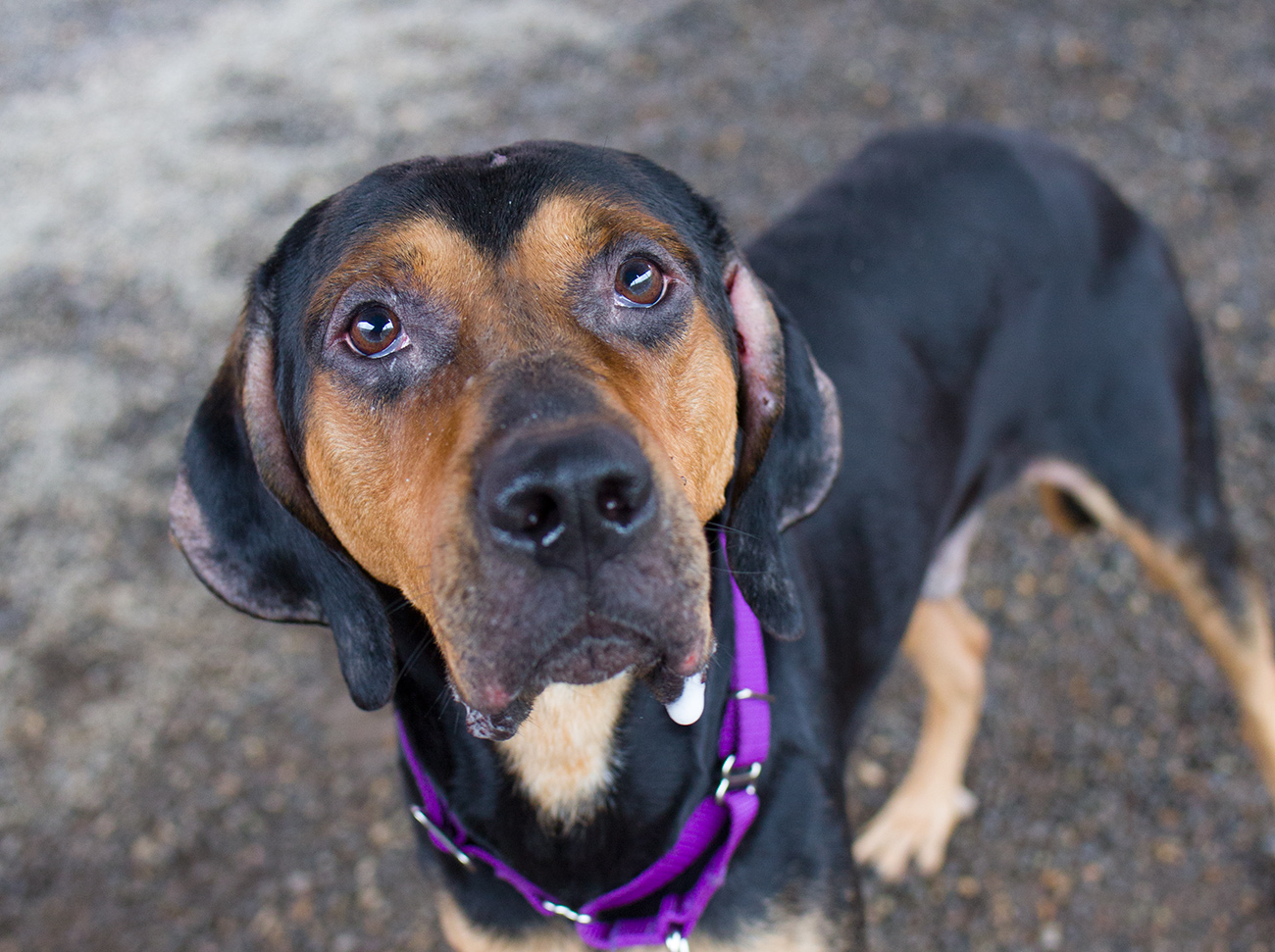 Shelter Dogs of Portland: "COPPER" goodnatured easy going hound