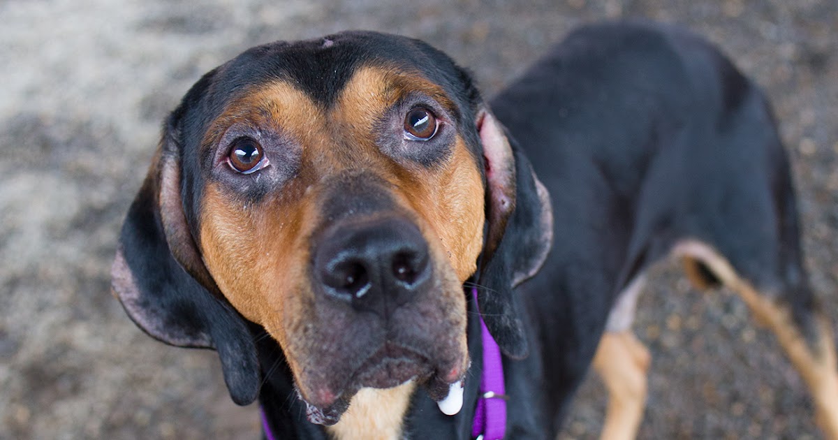 Shelter Dogs of Portland: "COPPER" goodnatured easy going hound