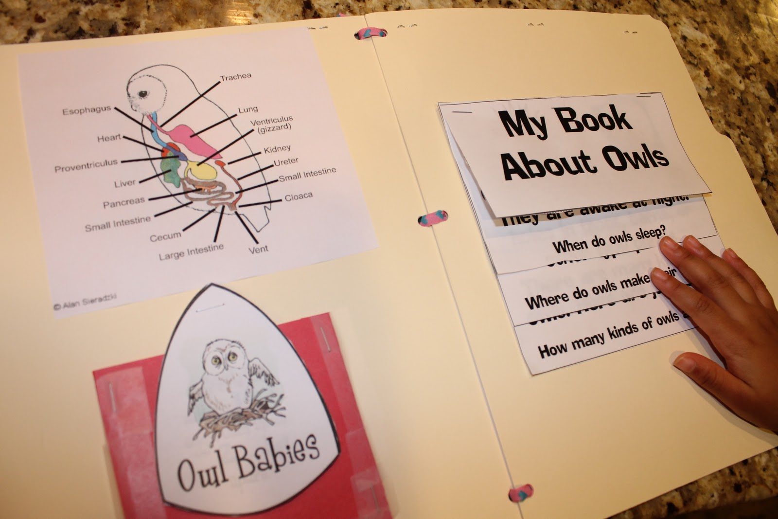 3G=Growing Godly Girlz: Our Owl Lessons {Owl Babies Lapbook}