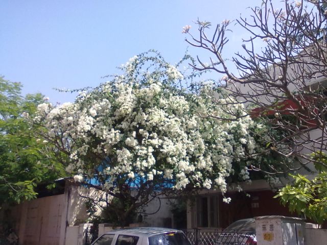 Prakruti -Mother Nature: The Bouganvilla- the hardy creeper plant of ...