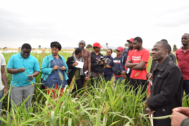 COVID-19 exposes African agriculture by targeting the elderly who are ...