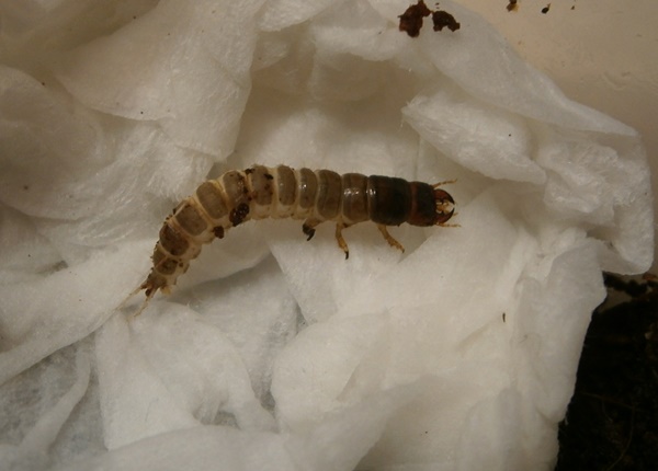 Invertebrate Dude: Harpalus pensylvanicus