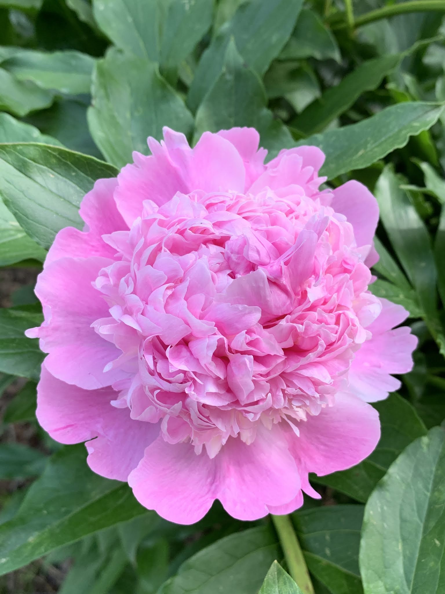 Amy's Creative Pursuits: June Blooms