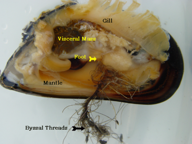 AQUA ANIMALIA: Mussel Culture