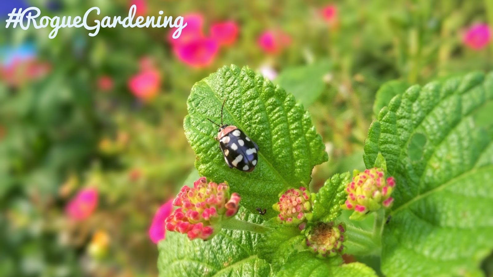 Ladybugs. Pretty to Look at, Beneficial to Keep in Your Garden!