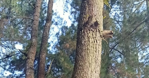 Pohon Pinus Lembang Ramin Pohon Kayu Peredaran Pemanfaatan Pengenalan ...