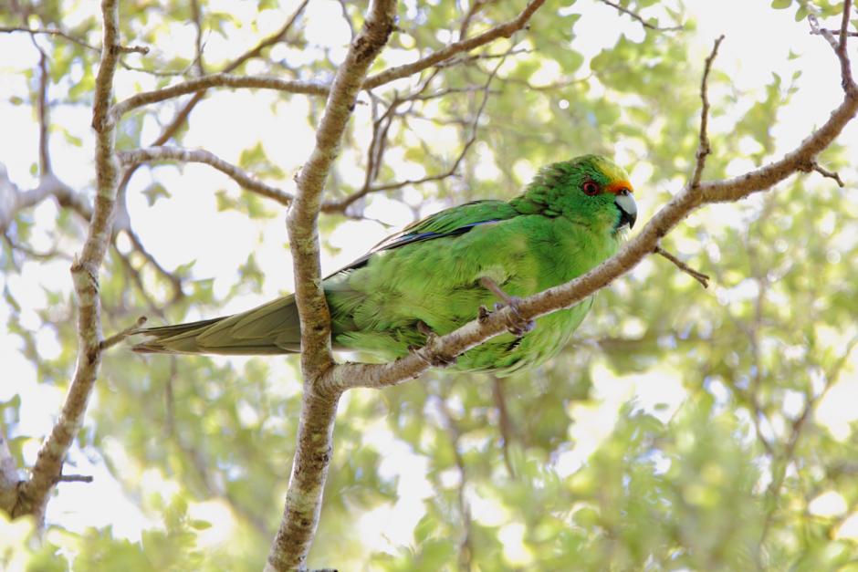 Laberinto en extinción: Periquito frente anaranjada (Cyanoramphus malherbi)