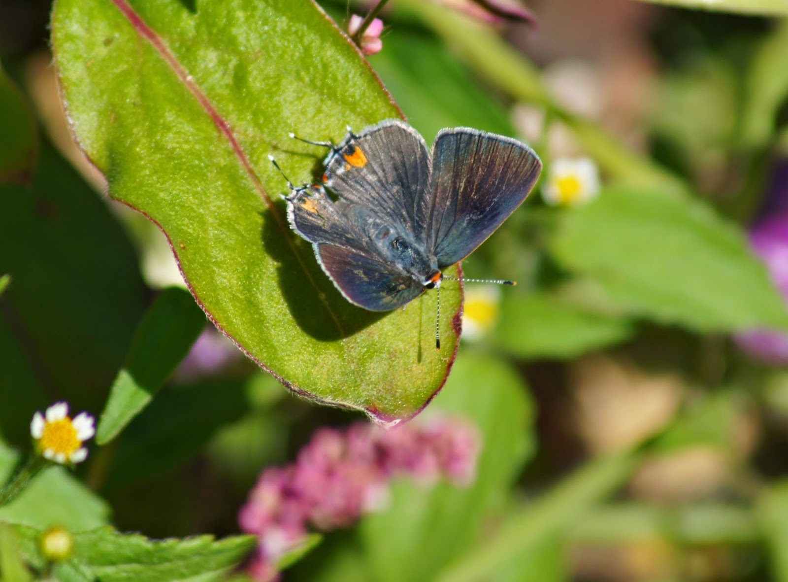 Things with Wings: September Butterflies