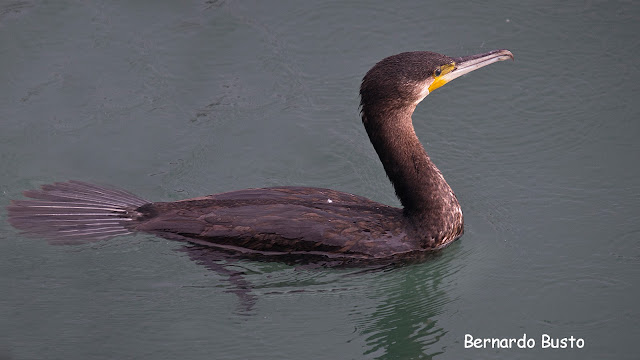 RÍA DE LA VILLA: Cormoranes