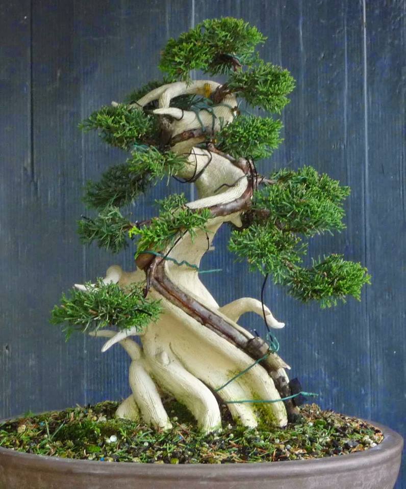 Blog Bonsai: Bonsai Pokok Jawi