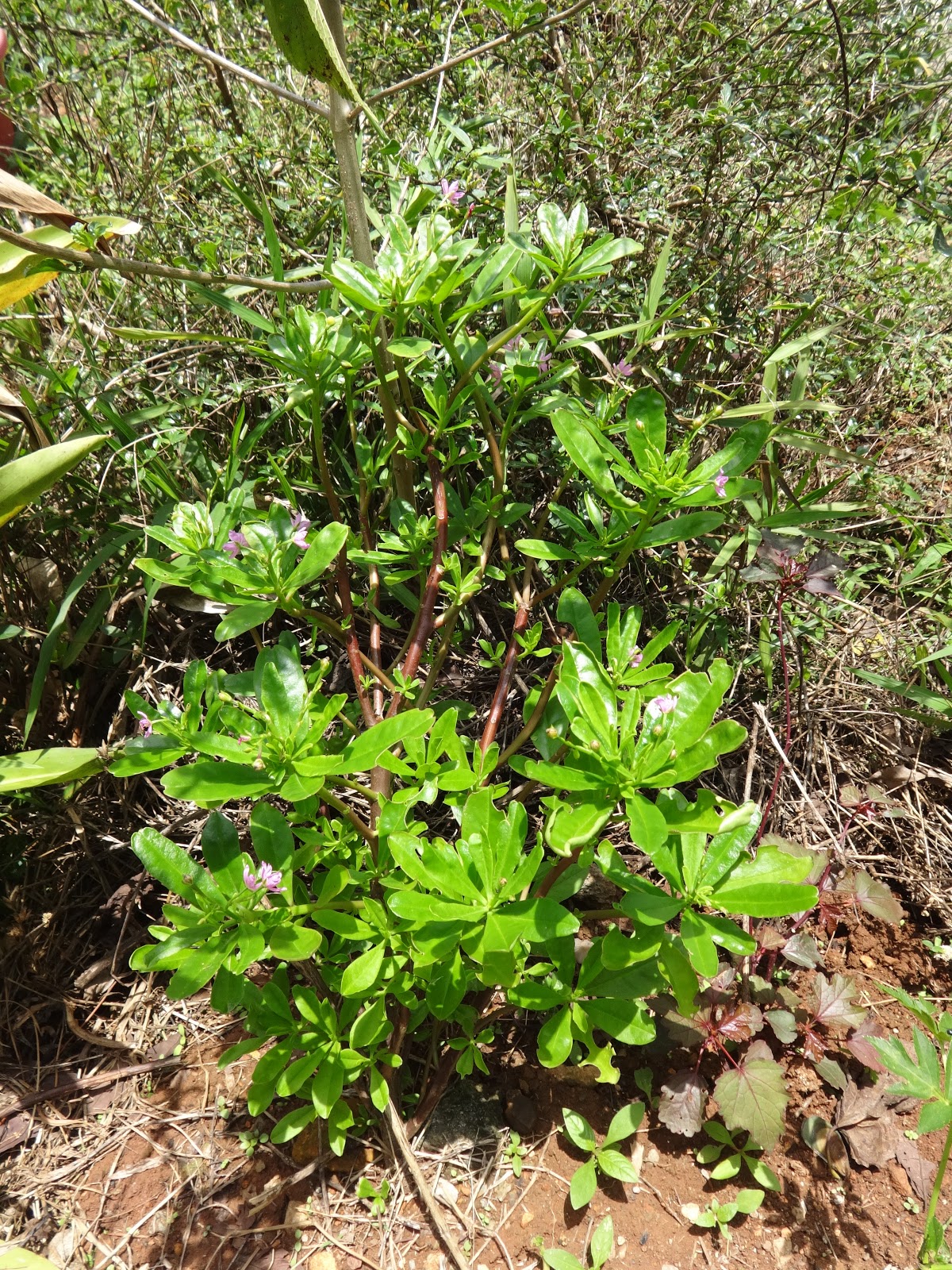 Herbs from Distant Lands: Talinum triangulare - Philippine Spinach ...