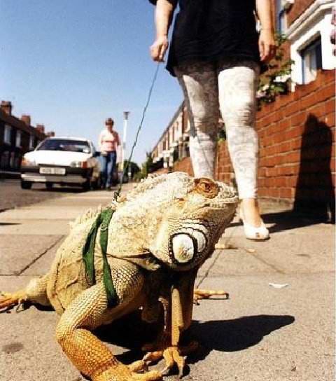 Rarest Pets in The World [13 Pics] | ALL PHOTOZ